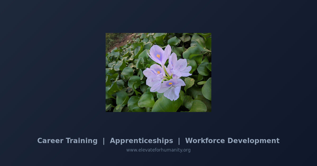 Career Training Programs | Elevate for Humanity | Elevate for Humanity